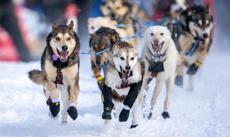Get Ready for Alaska's Wildest Ride: Iditarod 2025! | Dextronix
