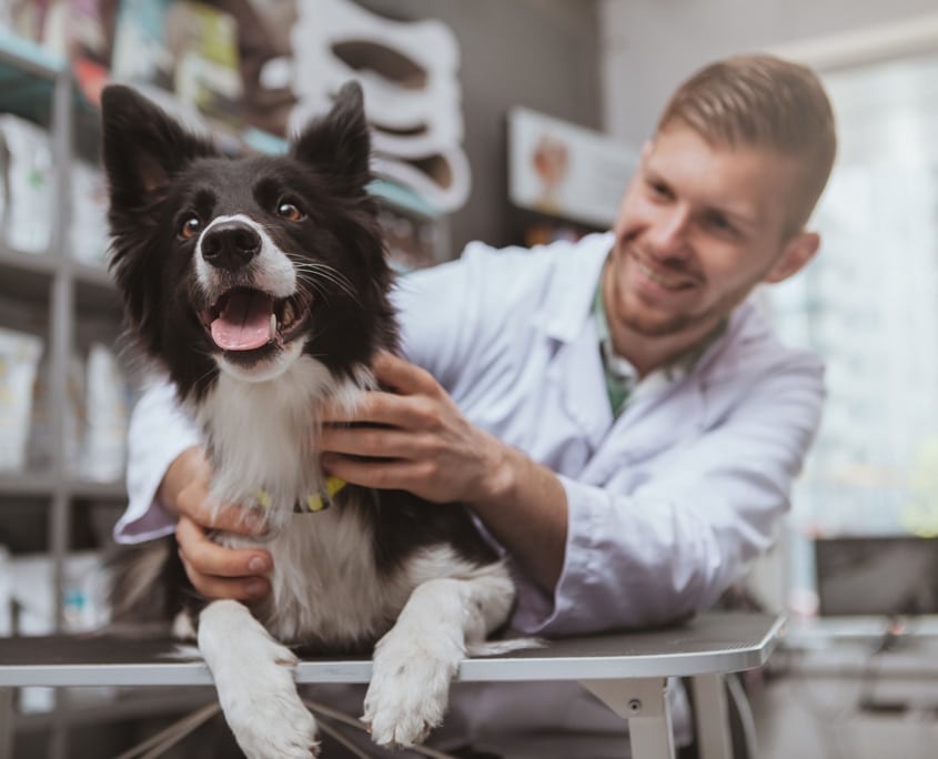 Medical Devices for Veterinary Use | Dextronix