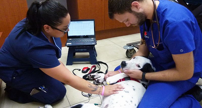 Wireless Resting ECG for mobile and clinical use | Dextronix